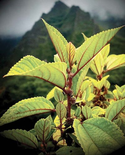 Protecting mamaki from invasive species | News, Sports, Jobs - Maui News